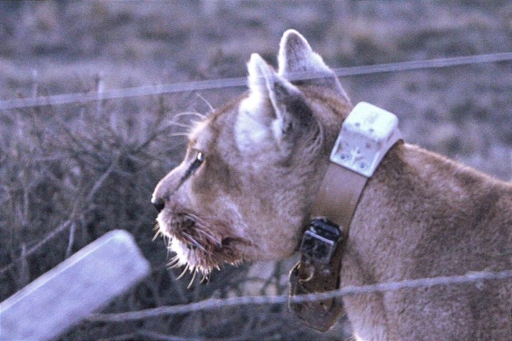 ¿De qué se trata la investigación que mantiene a pumas con collares de ...
