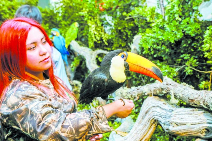 “Animales Asombrosos” tiene una renovación de especies | ELPINGUINO.COM