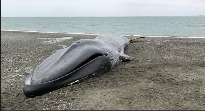 Expertos explican posibles causas de muerte de ballena azul varada en ...