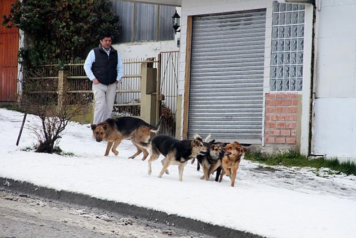 Los perros en las calles | ELPINGUINO.COM