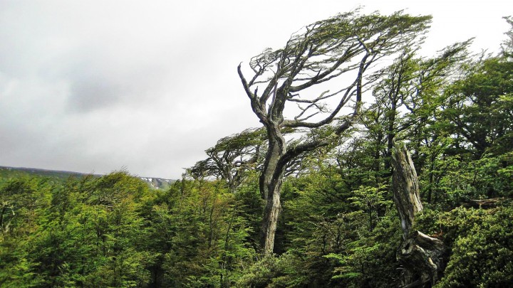 Usos y beneficios de cinco plantas medicinales endémicas de Magallanes ...