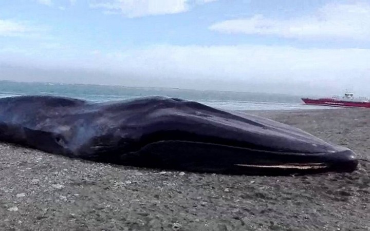 Investigadores magallánicos difieren sobre posible causa de muerte de ...
