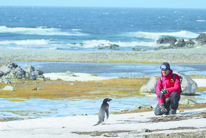 Estudian formas de alimentación de pingüinos y petreles en isla Nelson ...